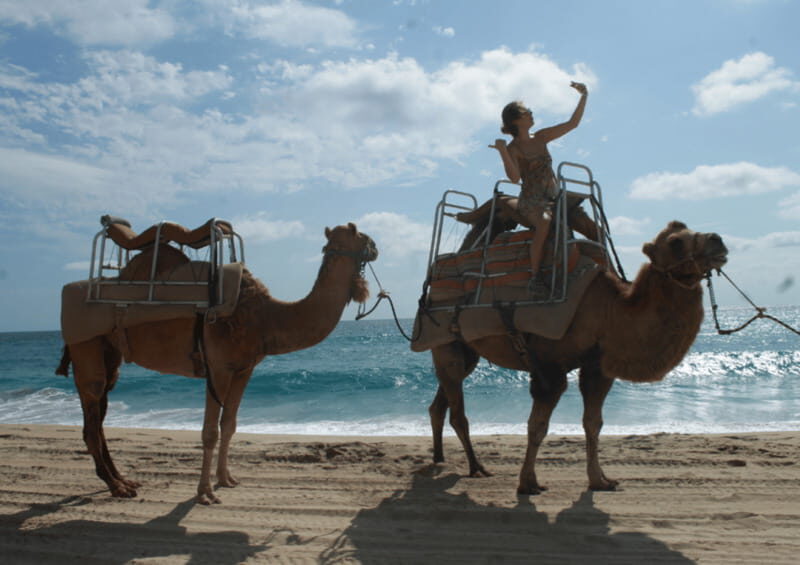 Cabo San Lucas: Amazing Camel Adventure on the Beach - Final Thoughts
