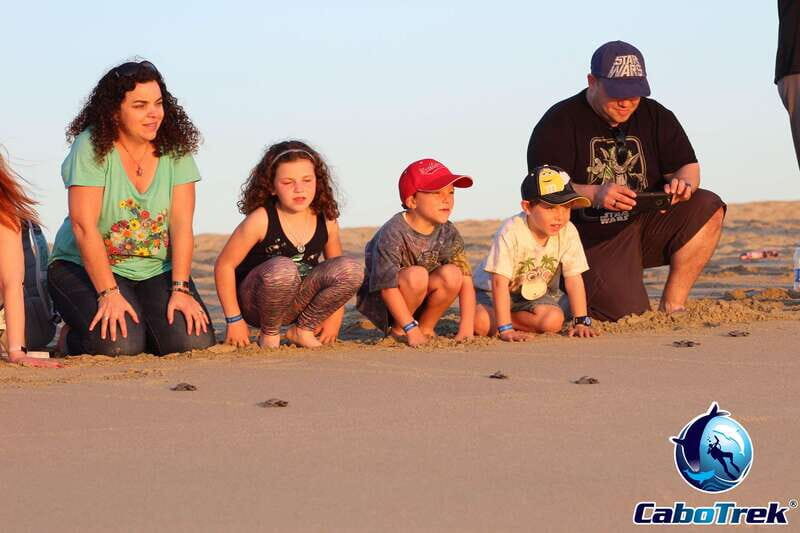 Cabo San Lucas: Baby Turtle Release Experience - An Honest Look at the Experience