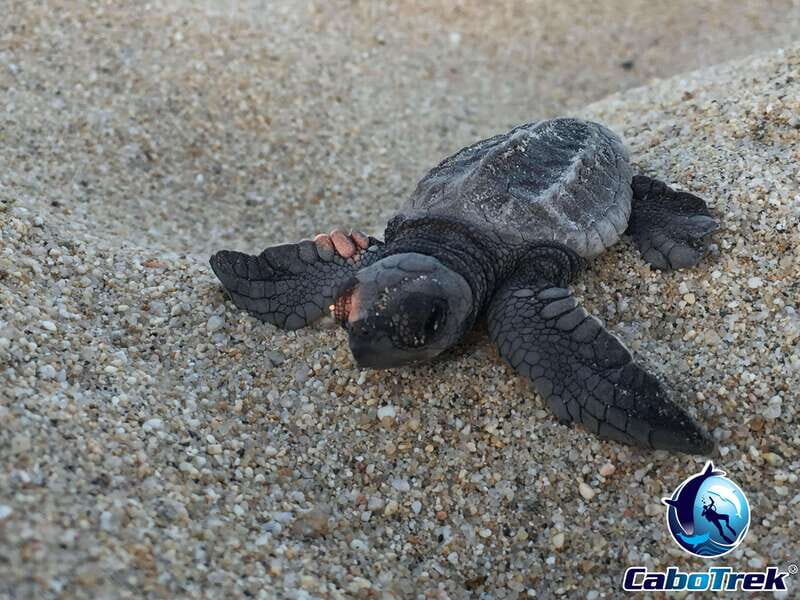 Cabo San Lucas: Baby Turtle Release Experience - Potential Considerations and Tips