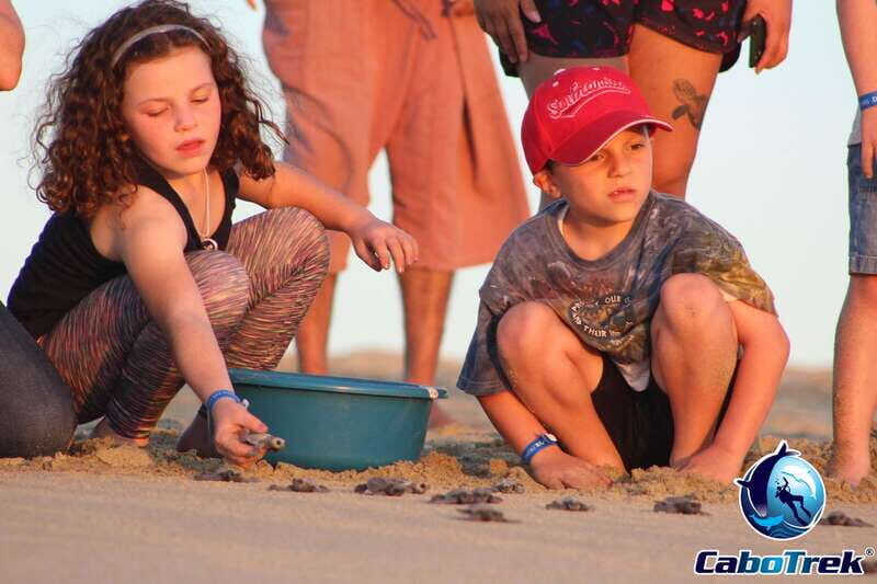 Cabo San Lucas: Baby Turtle Release Experience - Final Thoughts
