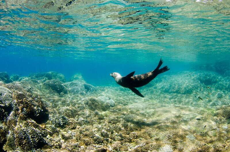 Cabo San Lucas: Cabo Pulmo Snorkeling Expedition - Exploring the Cabo Pulmo Snorkeling Expedition: A Practical Guide for Adventurers
