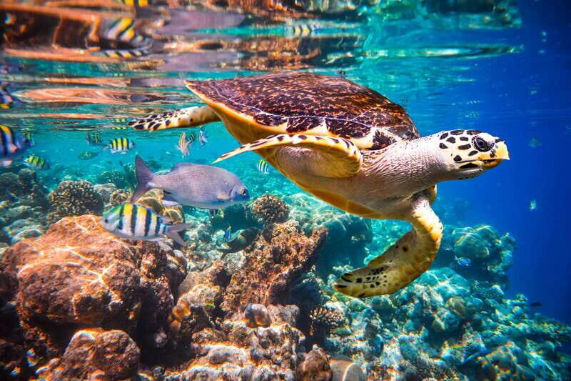 Cabo San Lucas: Cabo Pulmo Snorkeling Expedition - Key Points