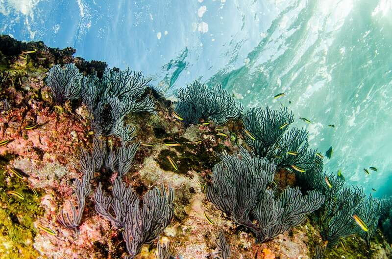 Cabo San Lucas: Cabo Pulmo Snorkeling Expedition - Authentic Encounters and Real Traveler Insights