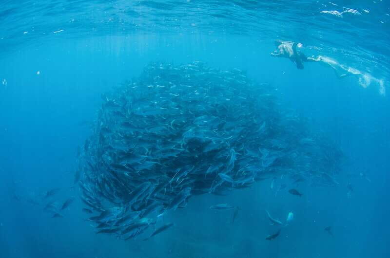 Cabo San Lucas: Cabo Pulmo Snorkeling Expedition - Who Will Love This Tour?
