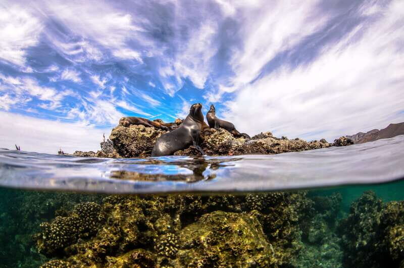 Cabo San Lucas: Cabo Pulmo Snorkeling Expedition - The Sum Up: Is This Tour Worth It?