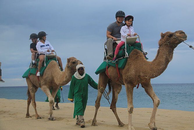 Cabo San Lucas Camel Ride and Encounter on Beach and Desert - A Detailed Look at the Experience