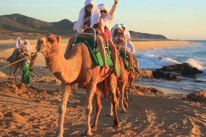 Cabo San Lucas Camel Ride and Encounter on Beach and Desert - Who Will Love This Tour?