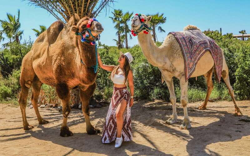Cabo San Lucas: Camel Ride & Off-Road UTV Combo Adventure - Authentic Experiences and Genuine Value