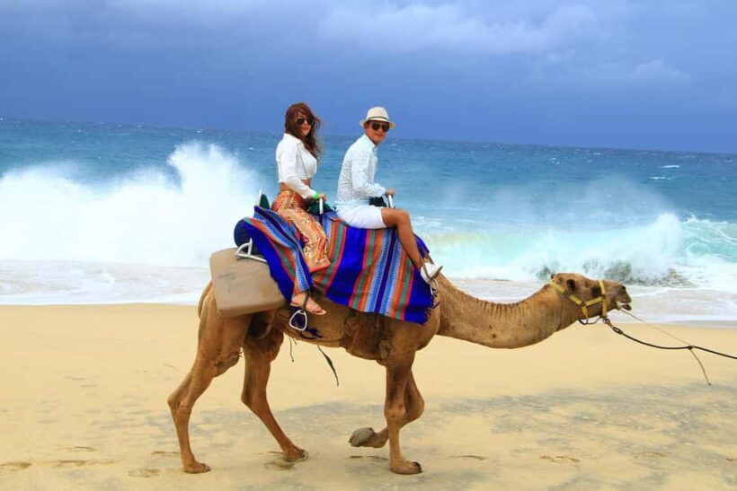 Cabo San Lucas: Camel Ride on the Beach - Authenticity and Cultural Connection