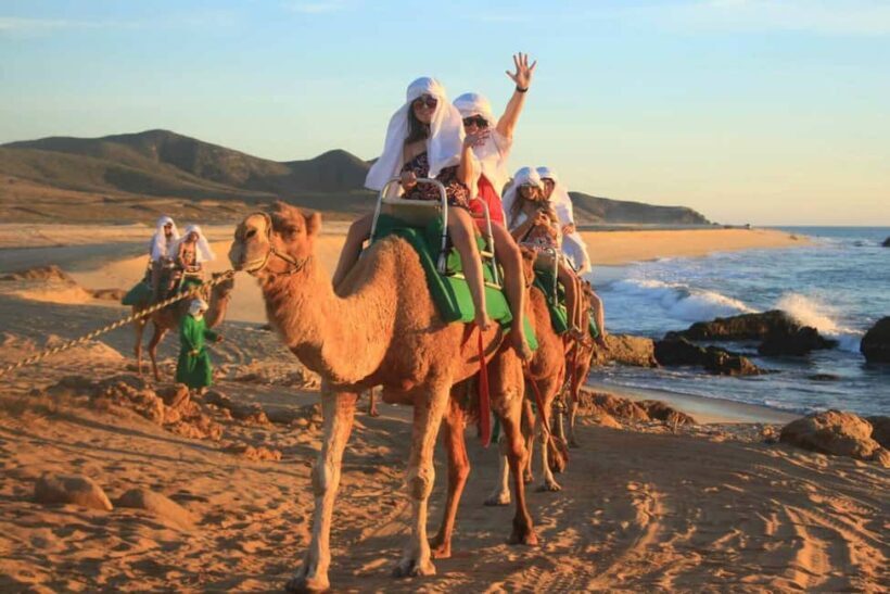 Cabo San Lucas: Camel Ride on the Beach - Price Point and Value