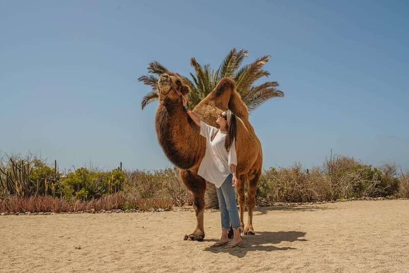 Cabo San Lucas: Camel Safari Tour with Lunch and Tequila - The Sum Up