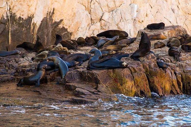 Cabo San Lucas city tour and amazing sea adventure to Lands End! - The Sum Up