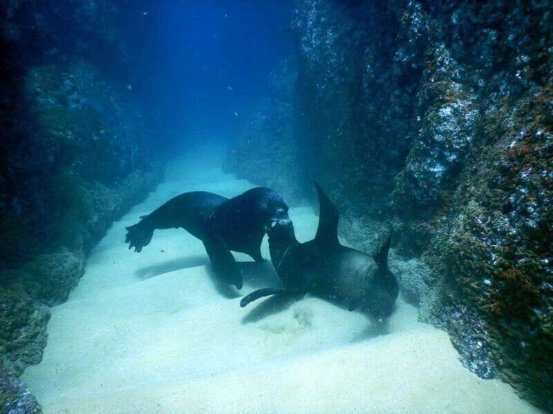 Cabo San Lucas: Discover Scuba Diving Experience - What You Can Expect from the Cabo San Lucas Discover Scuba Tour