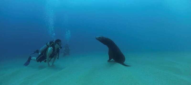 Cabo San Lucas: Discover Scuba Diving Experience - FAQ