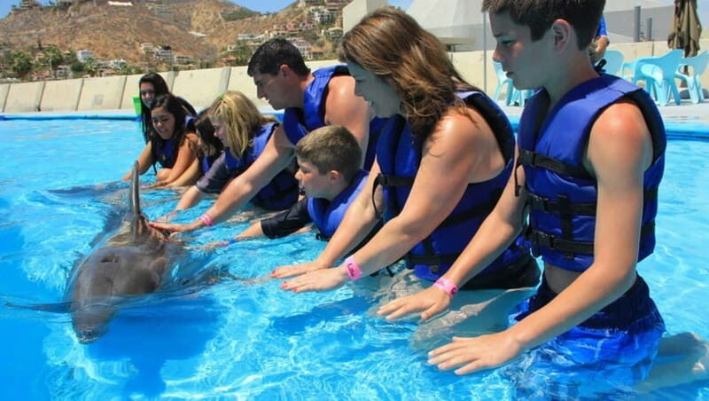 Cabo San Lucas: Dolphin Swim Class with Marine Specialist - What to Expect from the Dolphin Swim Experience