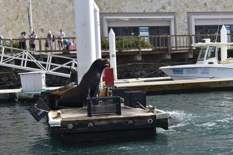 Cabo San Lucas: Glass Bottom Boat Tour to Land's End - Who Should Consider This Tour?