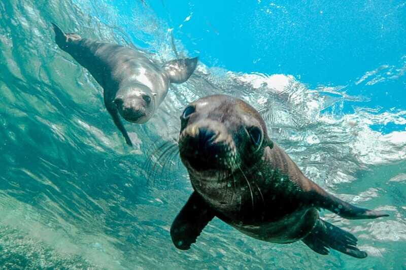 Cabo San Lucas: Local Dives (CSL Marine Park) and Corridor. - Who Should Consider This Tour?