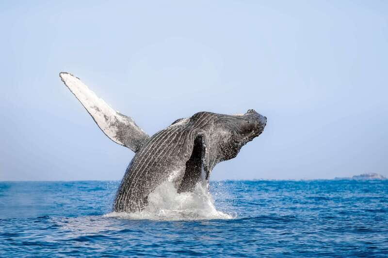 Cabo San Lucas: Luxury Catamaran Whale Watching Experience - An In-Depth Look at the Whale Watching Experience