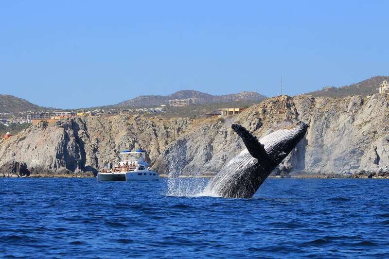 Cabo San Lucas: Luxury Catamaran Whale Watching Experience - The Sum Up