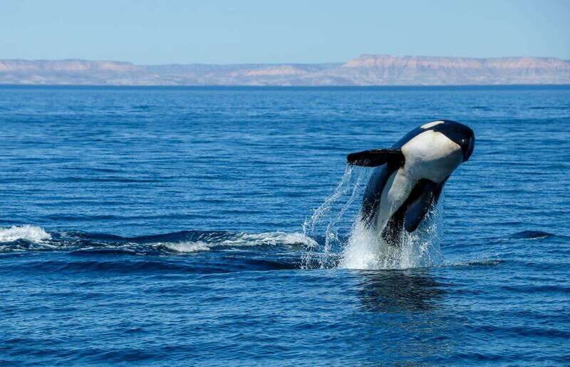 Cabo San Lucas: Luxury Catamaran Whale Watching Experience - FAQ