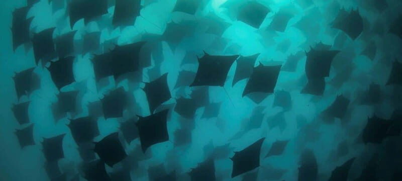 Cabo San Lucas: Marine Reserve Dive - Key Points