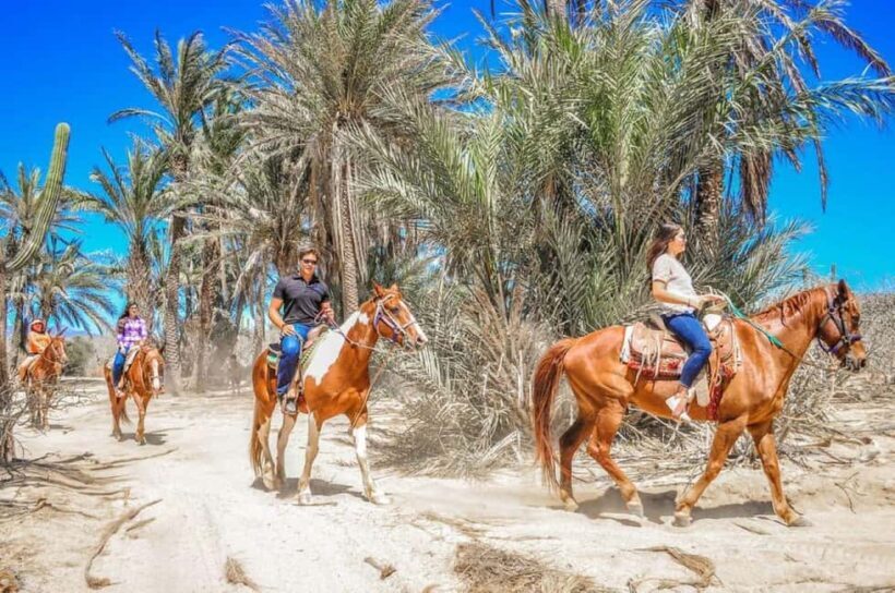 Cabo San Lucas: Migriño Horseback Riding and Tequila Tour - FAQ