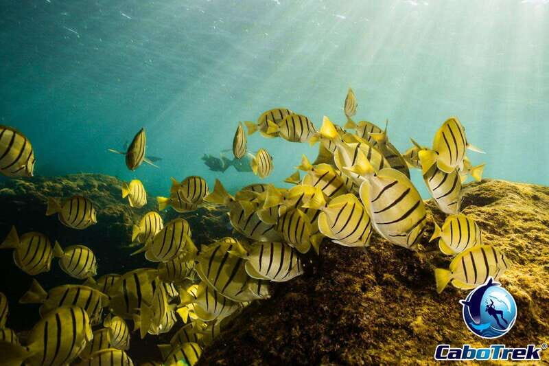 Cabo San Lucas Private and Shared Snorkeling Tour - Key Points