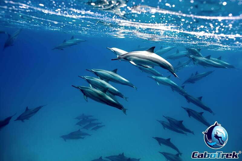 Cabo San Lucas Private and Shared Snorkeling Tour - Introduction: What Makes This Snorkeling Tour Stand Out?