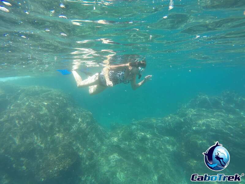 Cabo San Lucas Private and Shared Snorkeling Tour - What to Expect During the Tour
