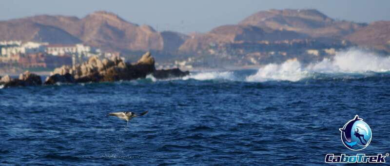 Cabo San Lucas Private and Shared Snorkeling Tour - The Itinerary in Detail