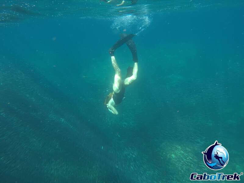 Cabo San Lucas Private and Shared Snorkeling Tour - The Sum Up: Who Will Love This Tour?