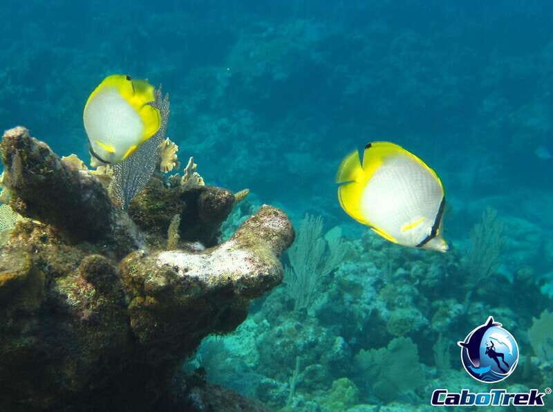 Cabo San Lucas Private and Shared Snorkeling Tour - FAQ