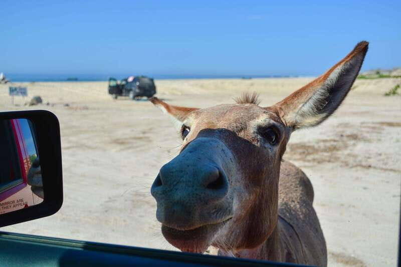Cabo San Lucas: Private Jeep Tour to Cabo Pulmo & Snorkeling - FAQ