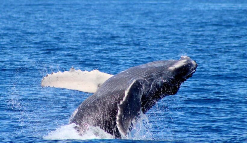 Cabo San Lucas: Private Whale Watching Yacht Excursion - A Closer Look at the Experience