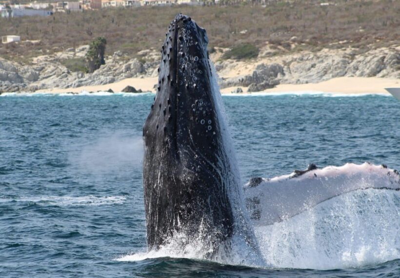 Cabo San Lucas: Private Whale Watching Yacht Excursion - Final Thoughts