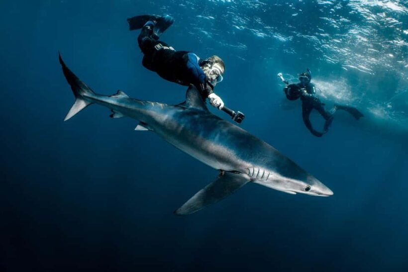 Cabo San Lucas: Shark Snorkeling and Freediving Tour - What’s Included and What’s Not
