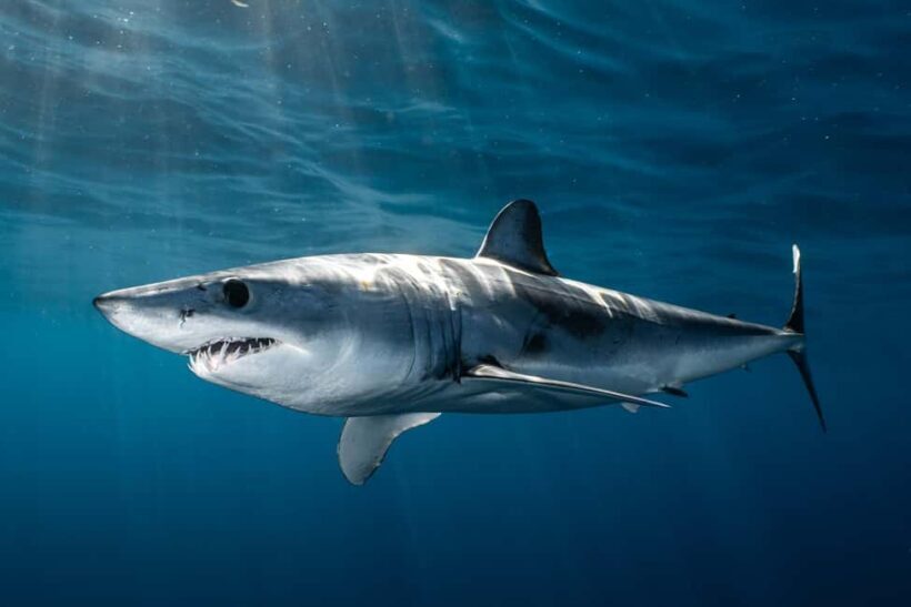 Cabo San Lucas: Shark Snorkeling and Freediving Tour - Practical Tips for Participants