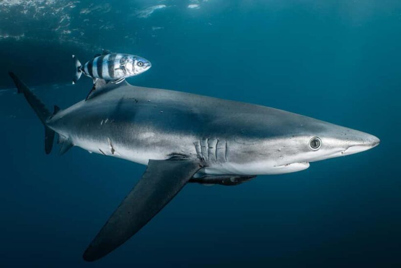 Cabo San Lucas: Shark Snorkeling and Freediving Tour - Seasons and Shark Sightings