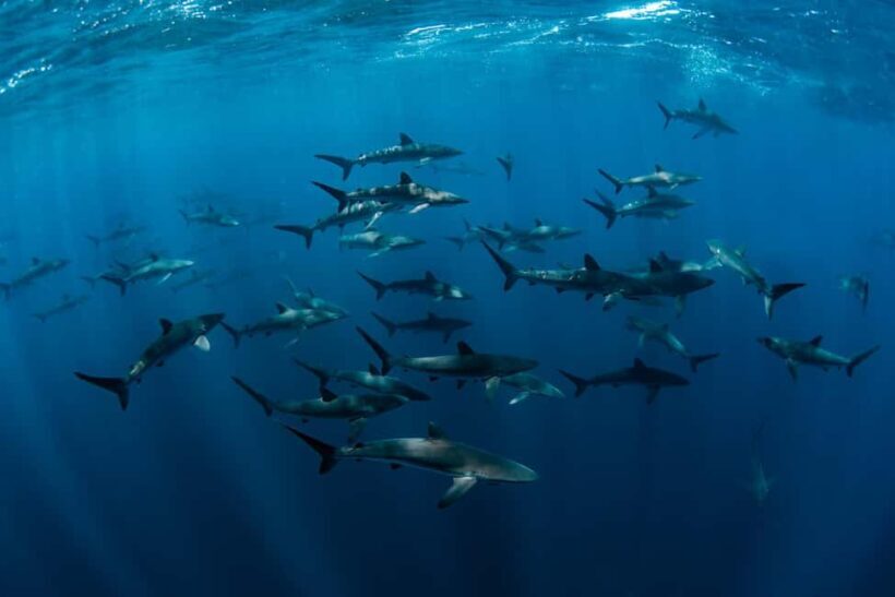 Cabo San Lucas: Shark Snorkeling and Freediving Tour - Final Thoughts