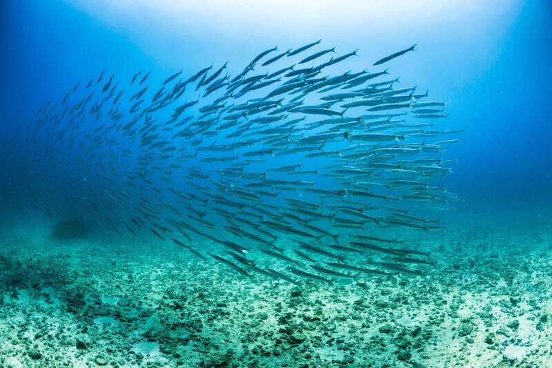 Cabo San Lucas: Snorkel, Lunch and Sail Experience - Setting Sail for a Fun-Filled Adventure
