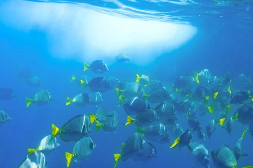 Cabo San Lucas: Snorkeling and Sailing Cruise with Lunch - Setting Sail in Style: What the Tour Offers