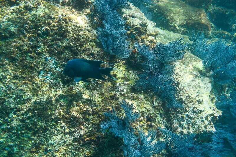Cabo San Lucas: Snorkeling at Lovers Beach - FAQ