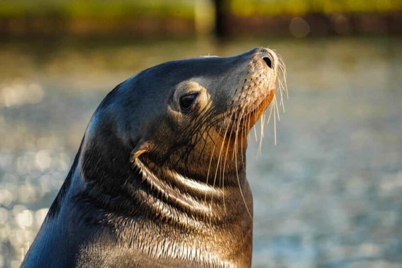 Cabo San Lucas: Sunset Cruise - Key Points