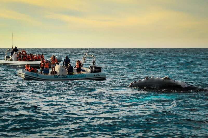 Cabo San Lucas: Up-Close Whale Watching Small-Group Tour - Cabo San Lucas: Up-Close Whale Watching Small-Group Tour