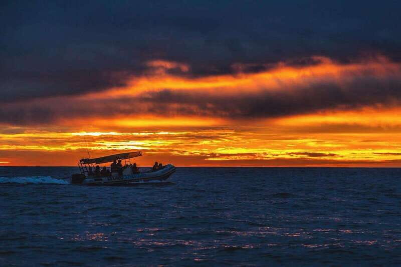 Cabo San Lucas: Up-Close Whale Watching Small-Group Tour - Who Should Consider This Tour