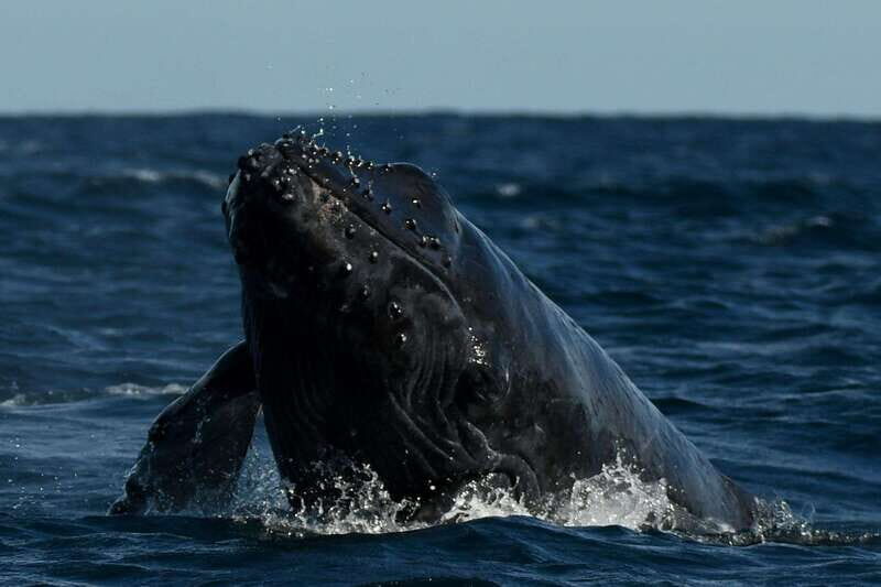 Cabo San Lucas: Up-Close Whale Watching Small-Group Tour - Final Thoughts