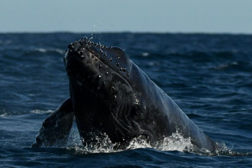 Cabo San Lucas: Up-Close Whale Watching Small-Group Tour - FAQ