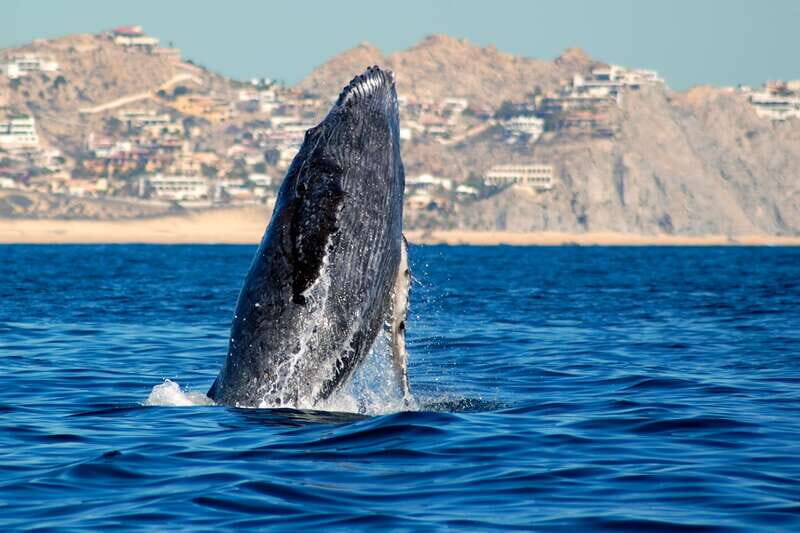 Cabo San Lucas: Whale Watching Catamaran Experience - Key Points