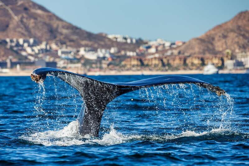 Cabo San Lucas: Whale Watching Catamaran Experience - FAQs