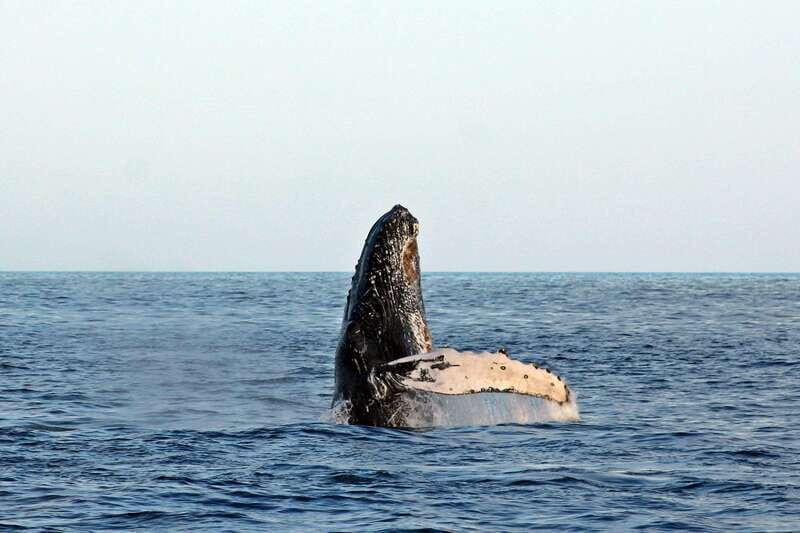 Cabo San Lucas: Whale Watching Experience on Catamaran - An Authentic Look at the Whale Watching Catamaran Tour